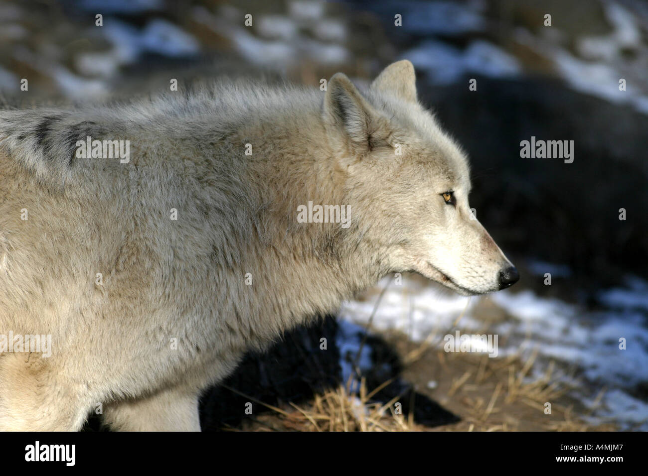 Timber wolf, canis lupus Stock Photo - Alamy
