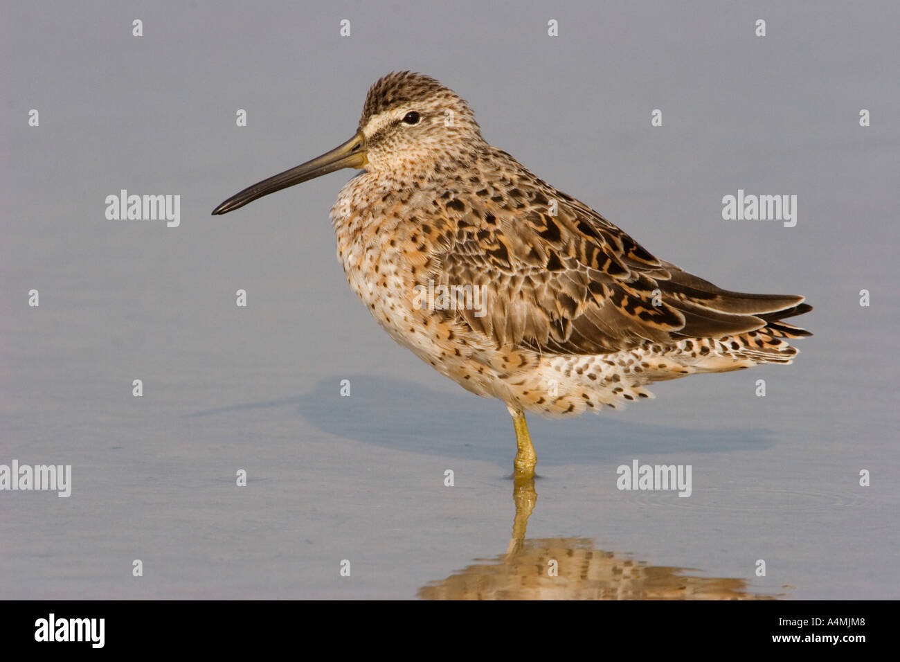 Short billed Dowitcher Stock Photo - Alamy