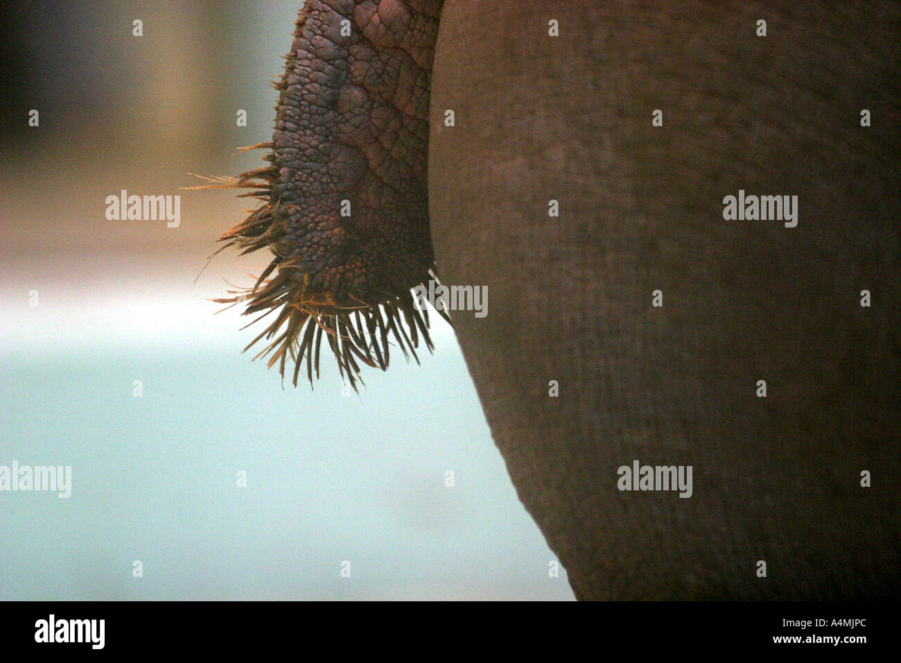 Hippopotamus Tail High Resolution Stock Photography and Images - Alamy