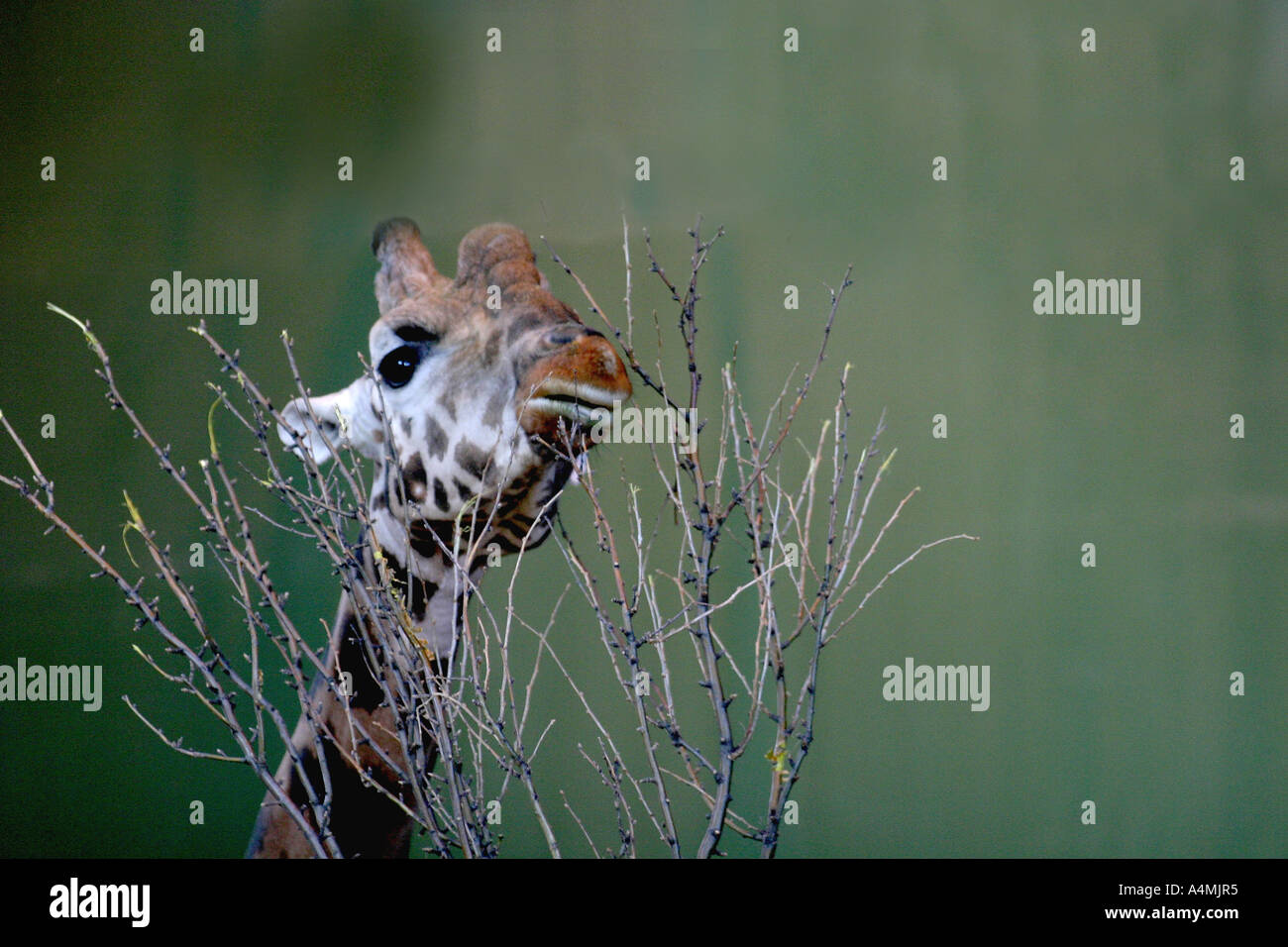 Giraffe being natural hi-res stock photography and images - Alamy