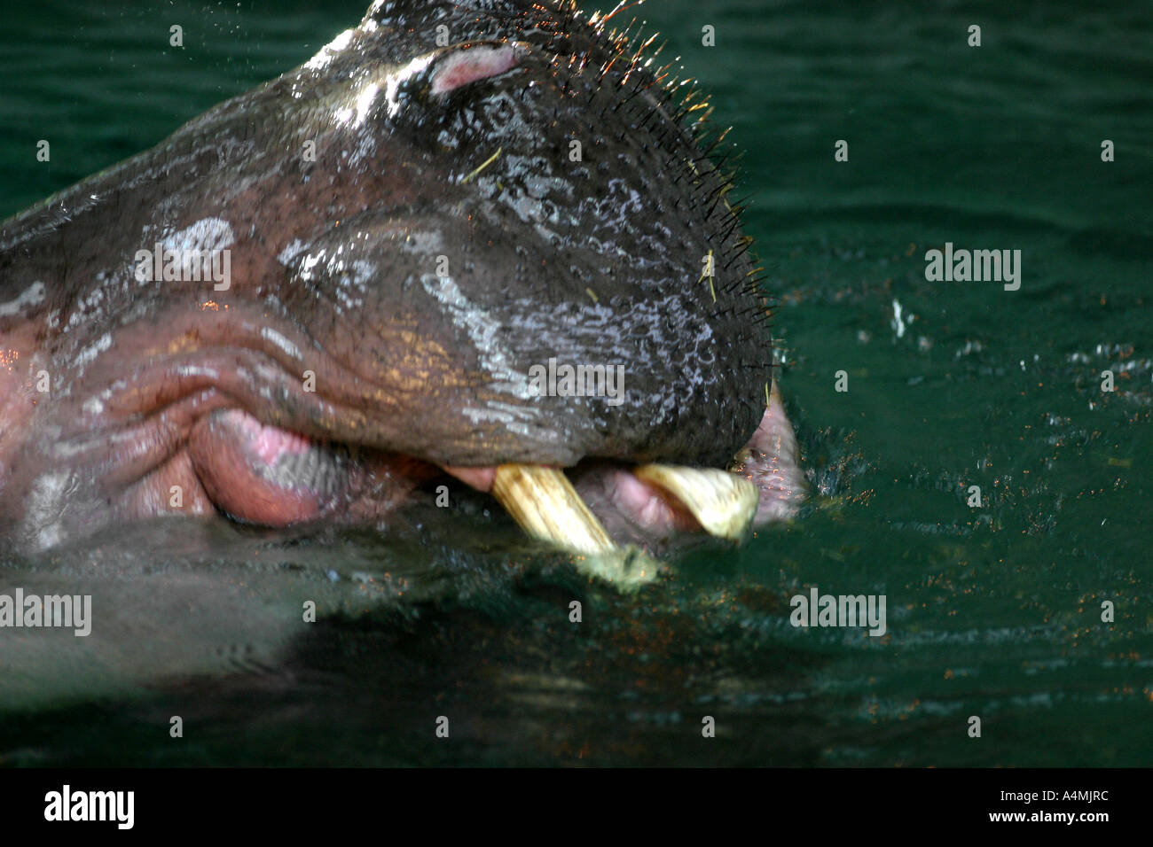 Captured hippo hi-res stock photography and images - Alamy