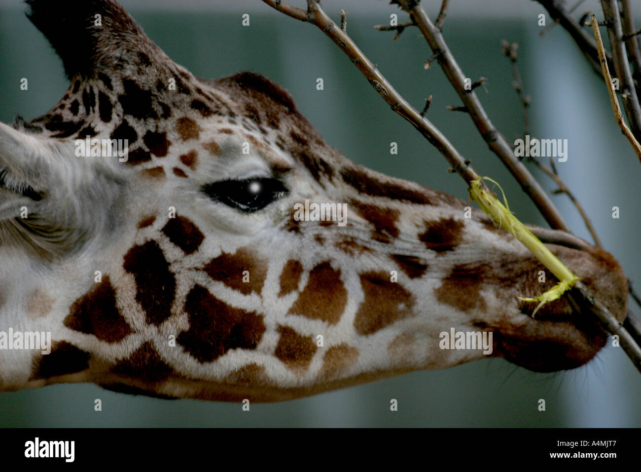 Giraffe being natural hi-res stock photography and images - Alamy