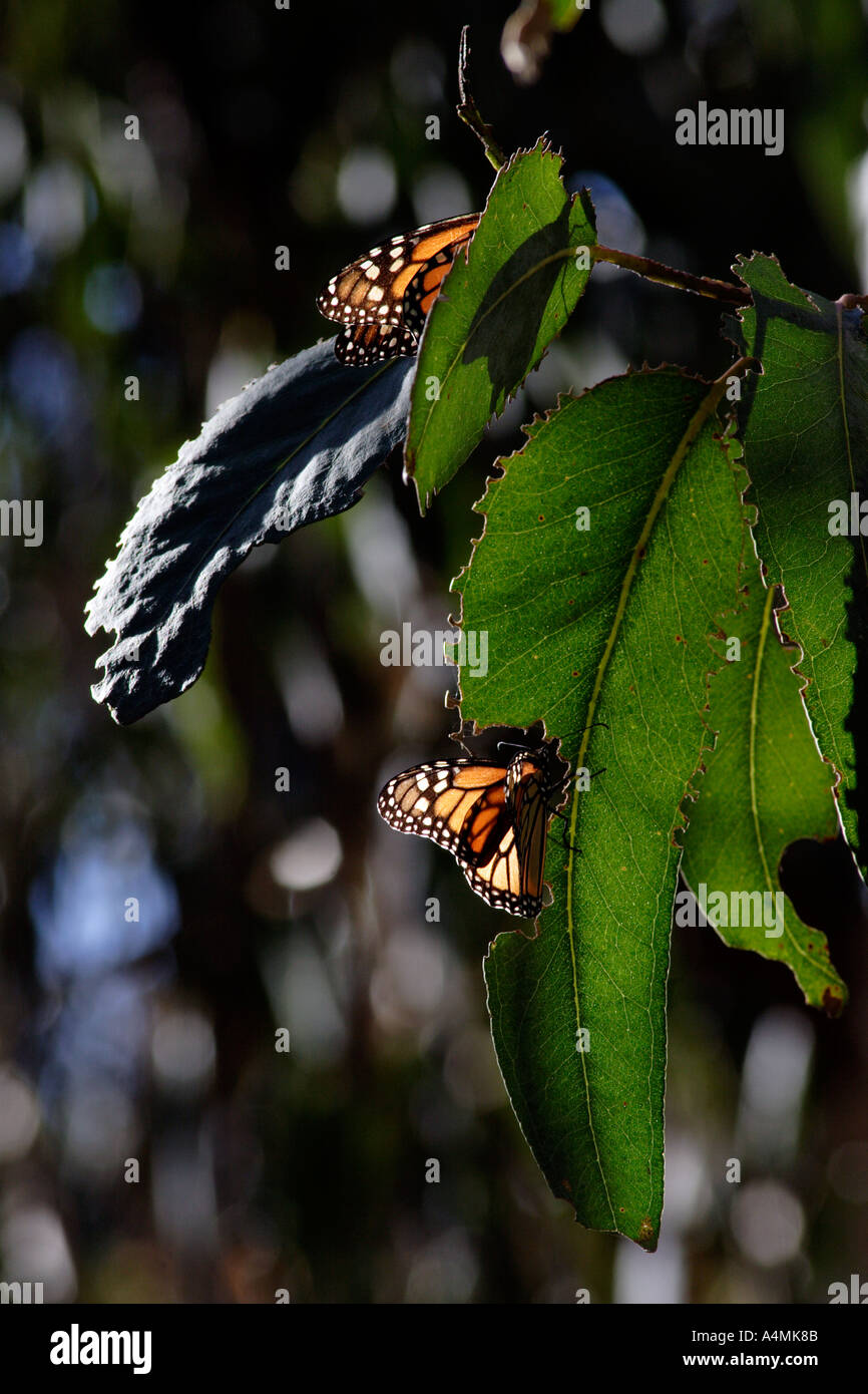 monarchs on eucalyptus Stock Photo - Alamy