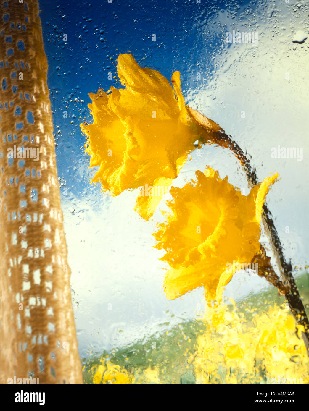 Springtime scene with daffodils seen through a rain swept window. View ...