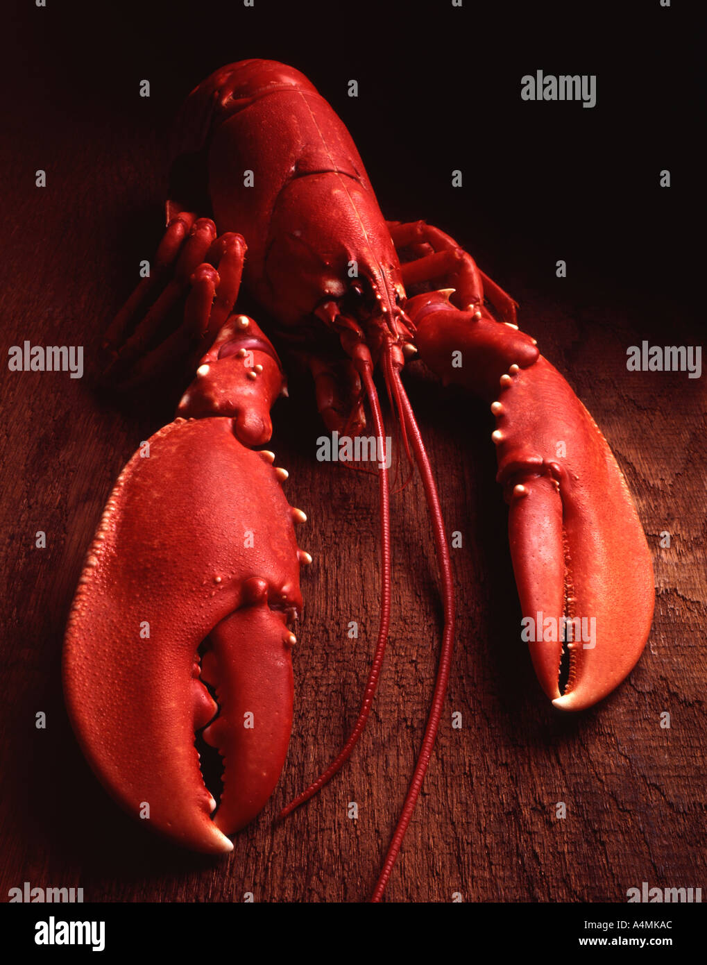A cooked lobster, bright red in color, on a rough sawn oak board Stock ...