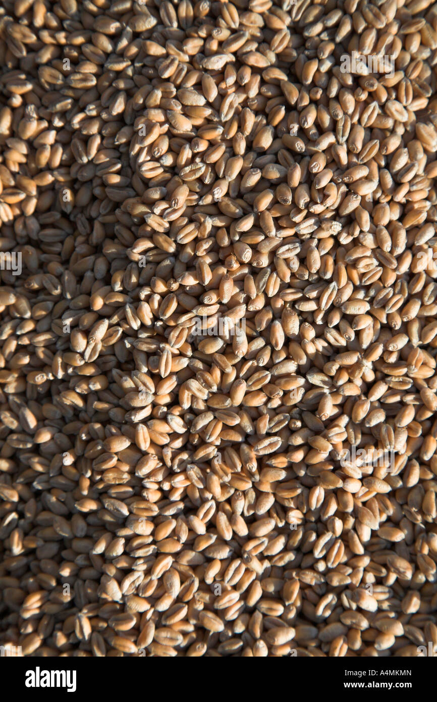 Grains of wheat from above looking down close up Stock Photo - Alamy