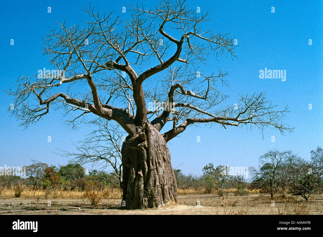 Baobab tree flowers hi-res stock photography and images - Alamy