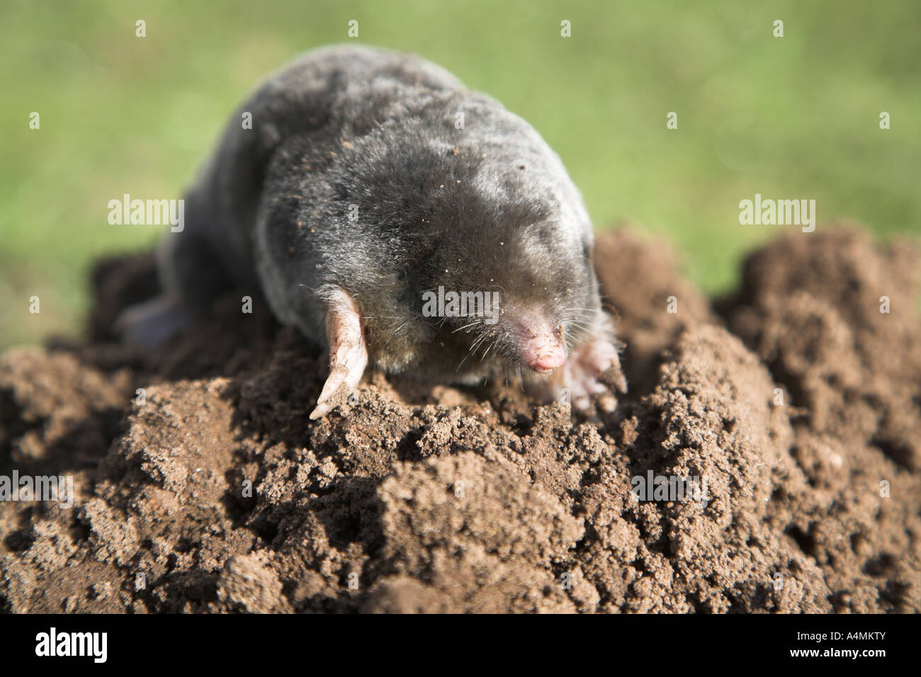 Dead mole hi-res stock photography and images - Alamy