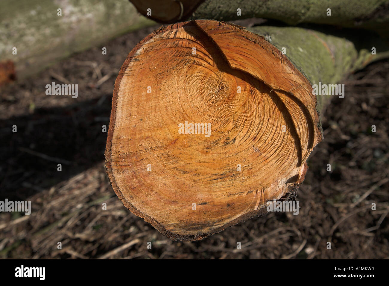 Ash down forest hi-res stock photography and images - Alamy