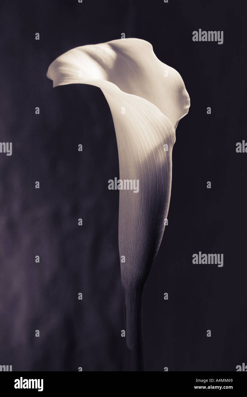 White Calla Lily Stock Photo - Alamy