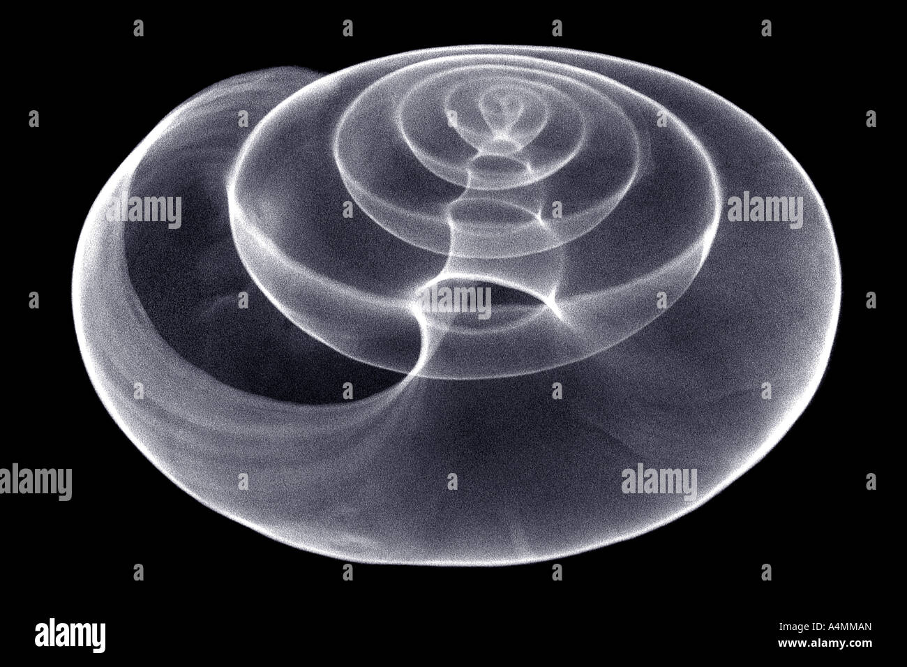 X-ray radiograph of a land snail shell (Zonites algirus). Radiographie ...