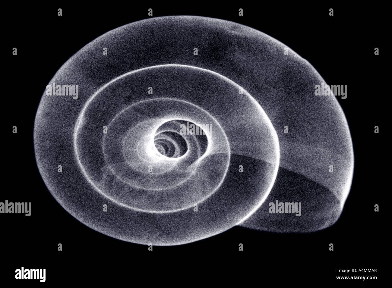 X-ray radiograph of a land snail shell (Zonites algirus). Radiographie ...