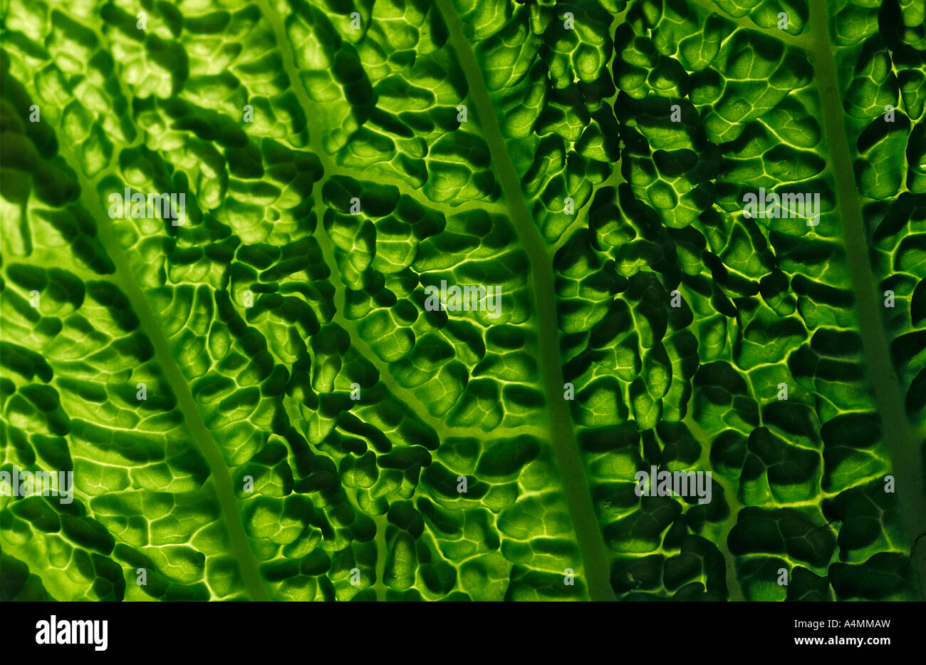 Feuille de chou hi-res stock photography and images - Alamy