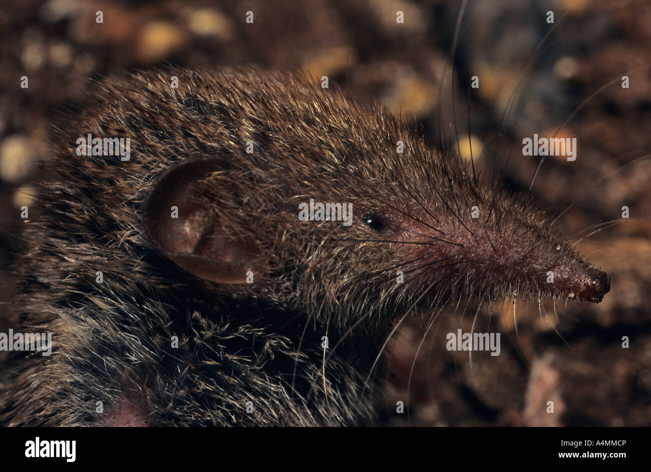 Greater white toothed shrew crocidura russula hi-res stock photography ...