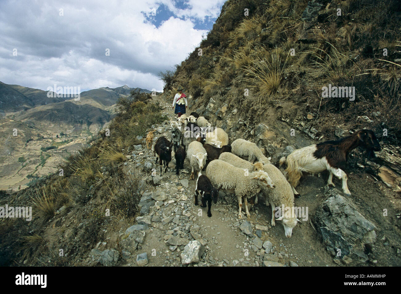 Shepherd woman and her flock in the Chavin de Huantar surroundings ...