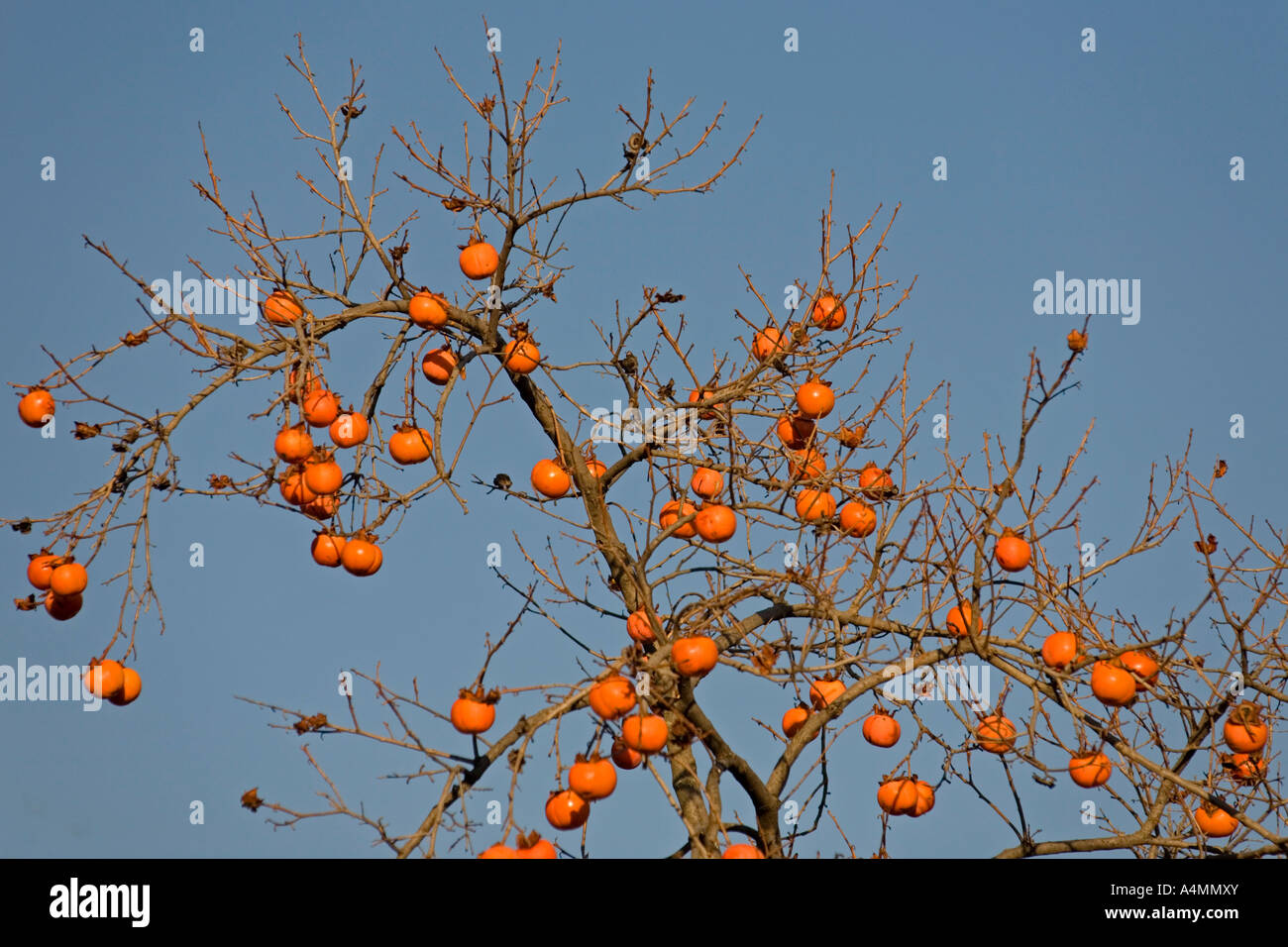 Sharon fruits (Diospyros kaki) in December (France). Kakis ou fruits de ...