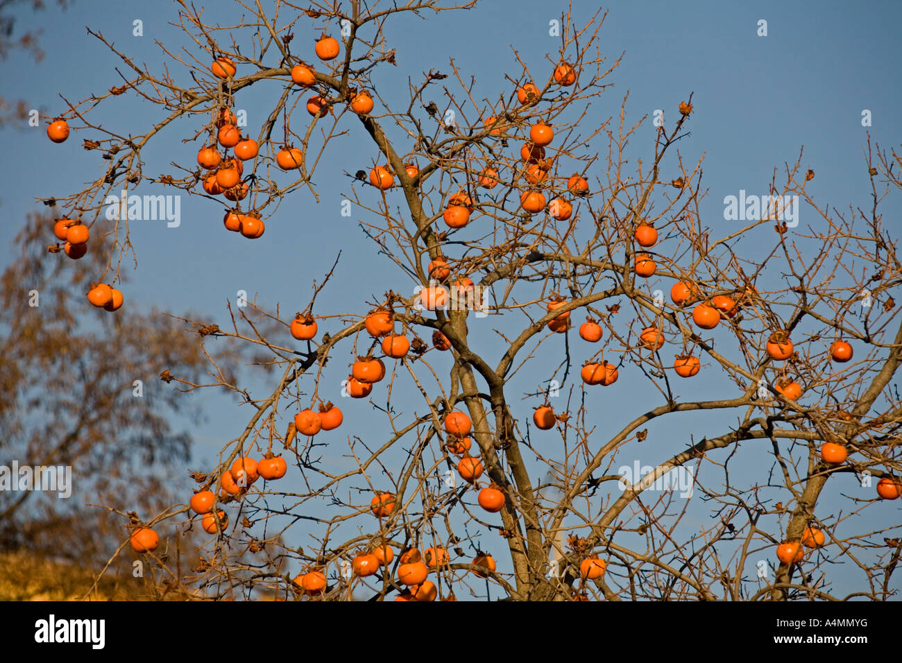 Kaki Diospyros Garden Stock Photos & Kaki Diospyros Garden Stock Images ...
