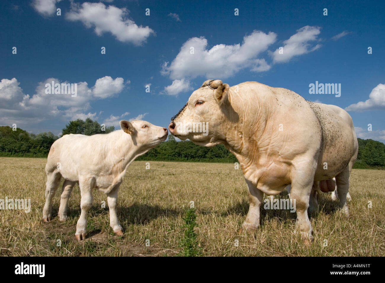 Male testicle hi-res stock photography and images - Alamy