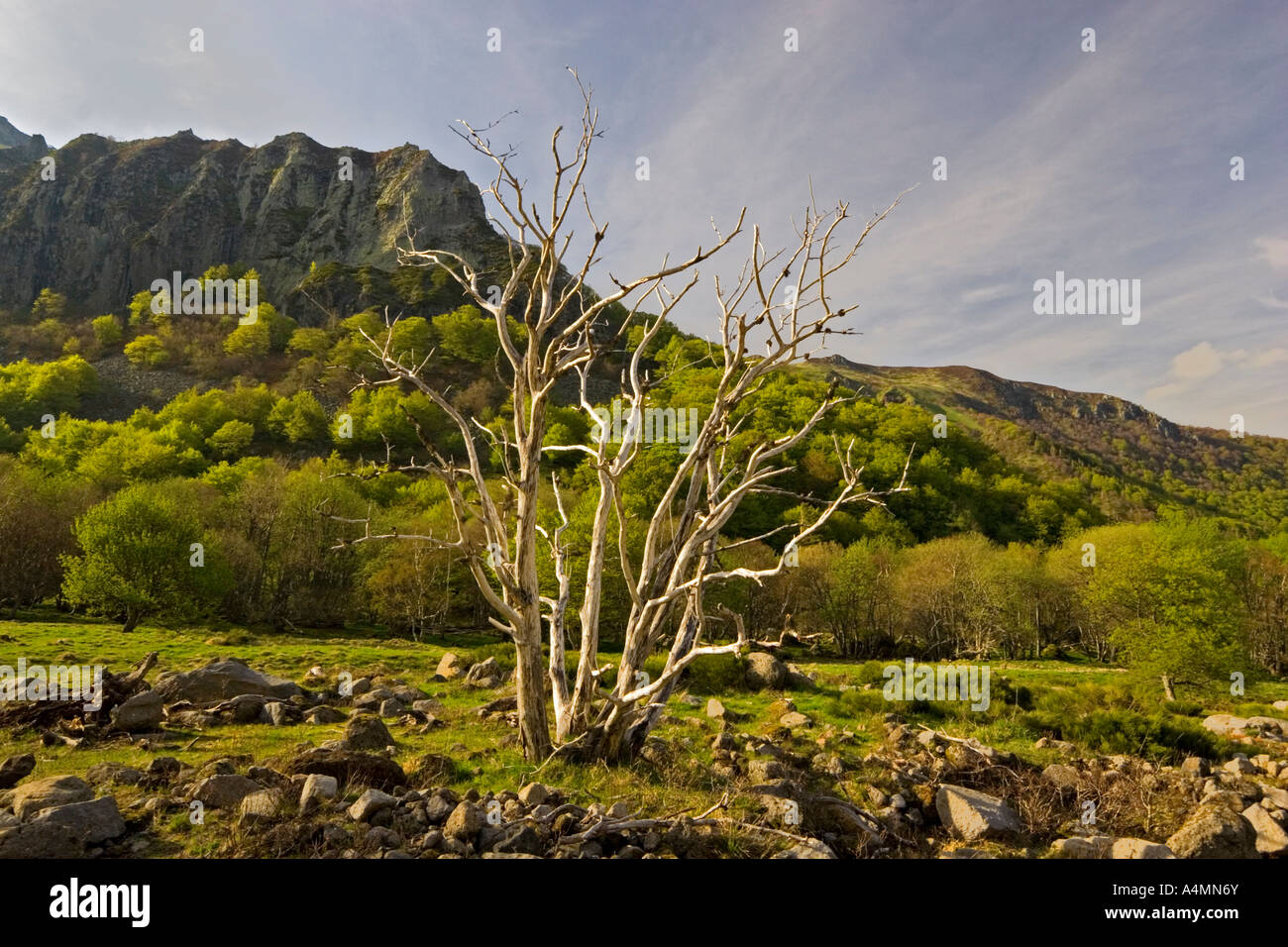 A dead tree in the Chaudefour valley (Puy de Dôme - France). Arbre mort ...