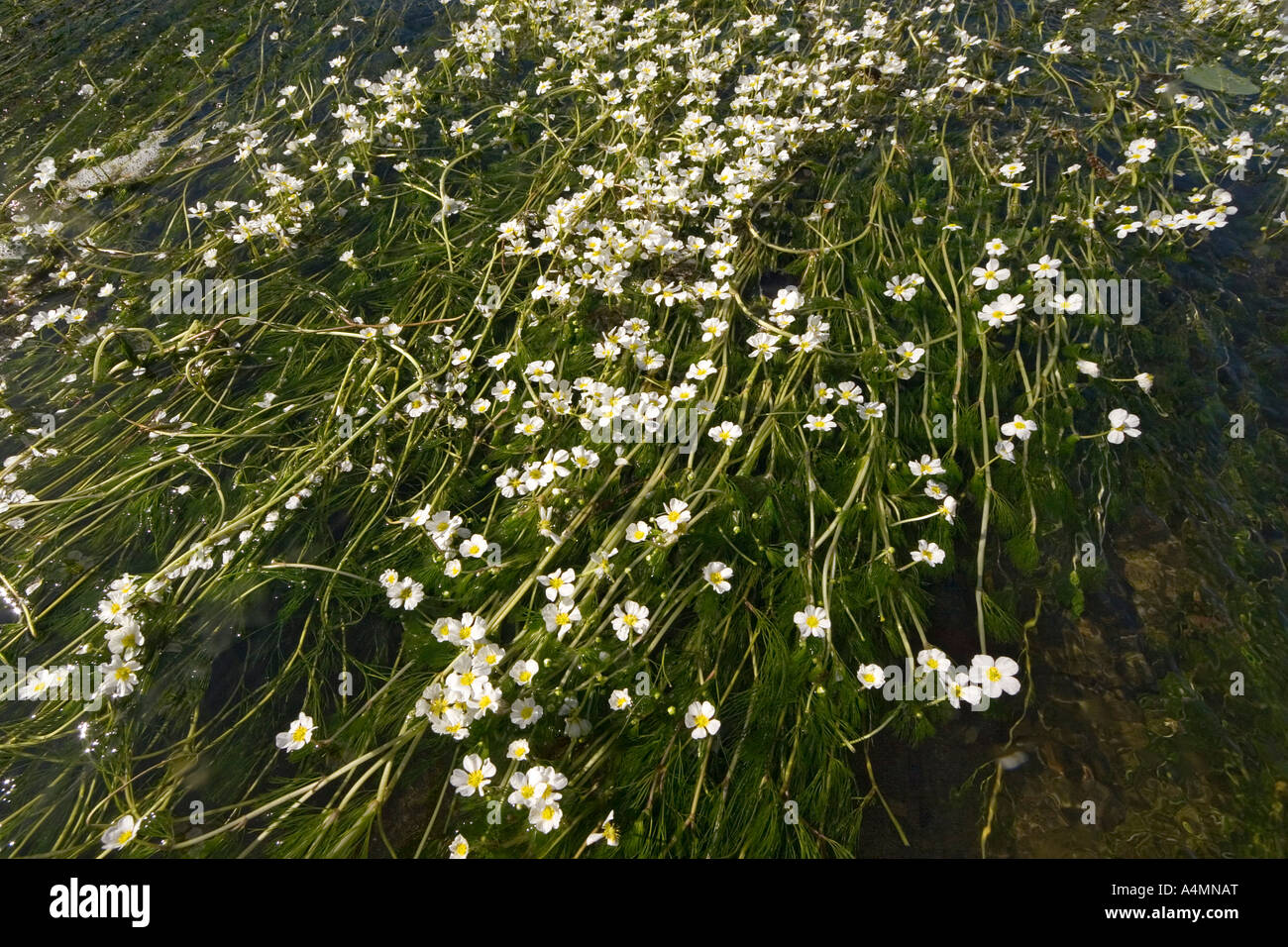 The White Water Crowfoot in the stream of the Ardeche river (France ...