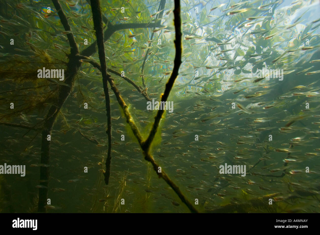 A shoal of small freshwater fish in their natural environment (France ...