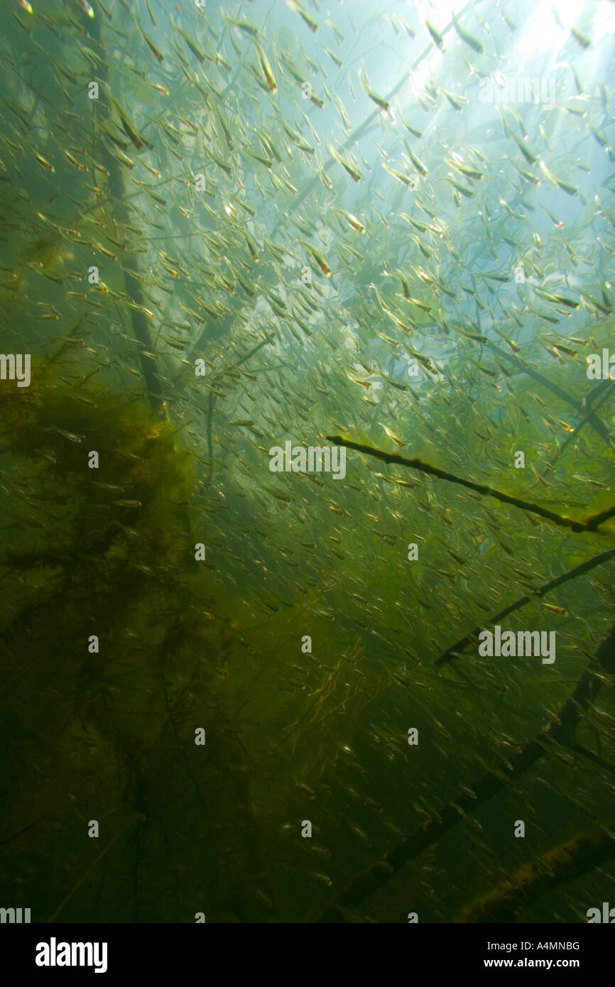Banc de petits poissons hi-res stock photography and images - Alamy