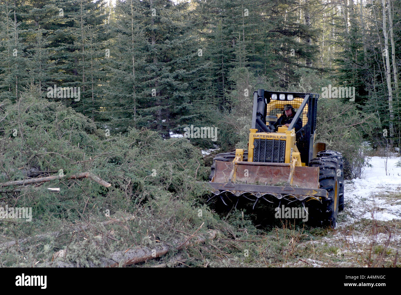 Logging industry Stock Photo - Alamy
