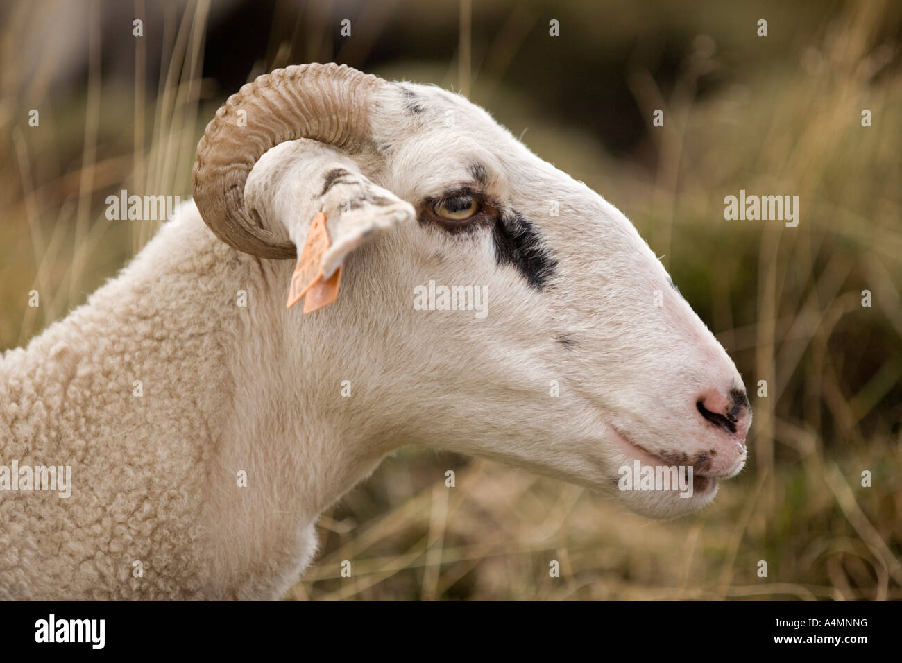 Parc de la corne High Resolution Stock Photography and Images - Alamy