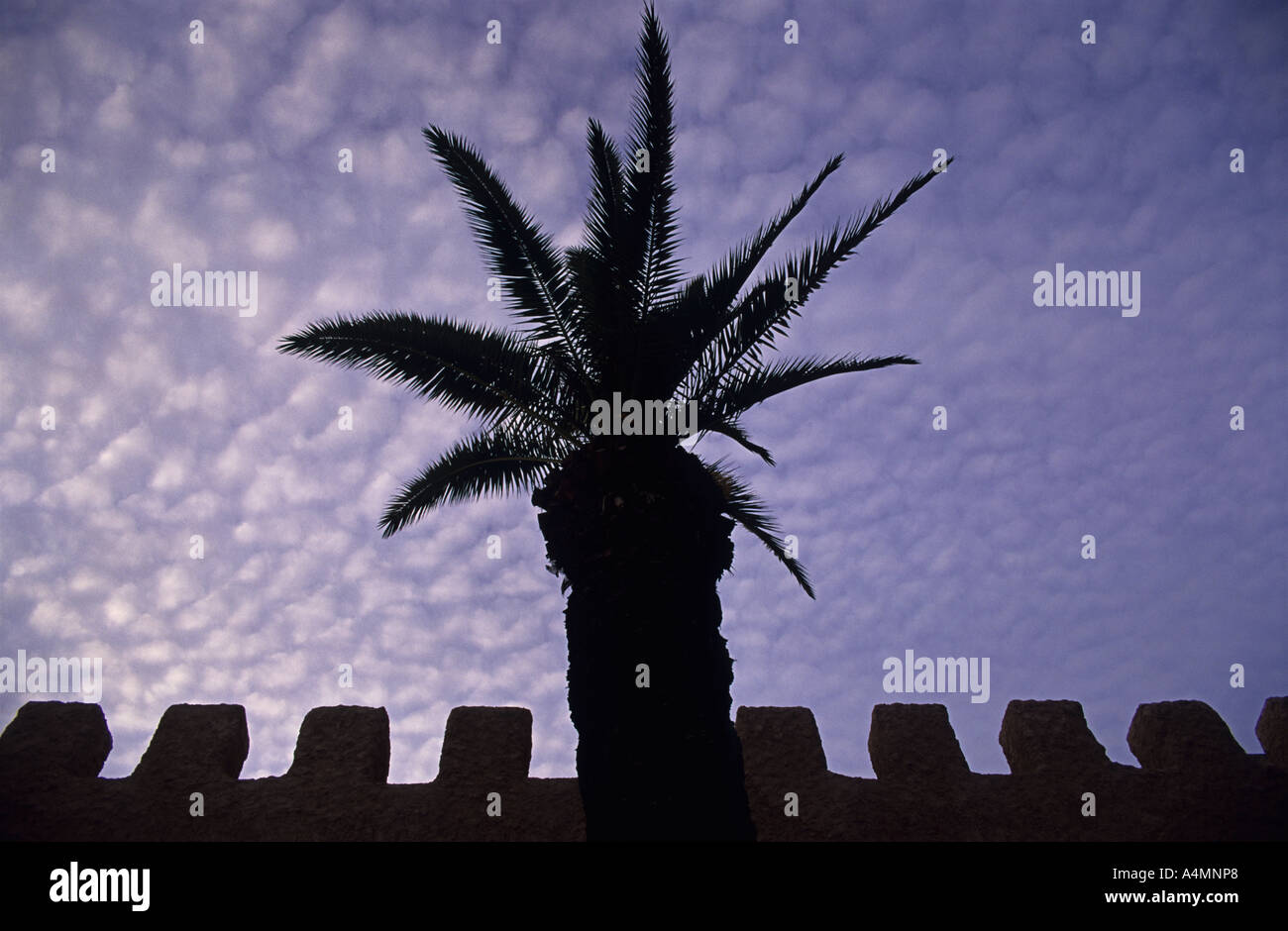 MOROCCO ESSAOUIRA Palm tree and ramparts against sunset sky Stock Photo ...