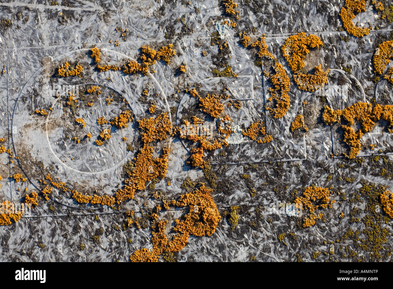 Thallophyta hi-res stock photography and images - Alamy