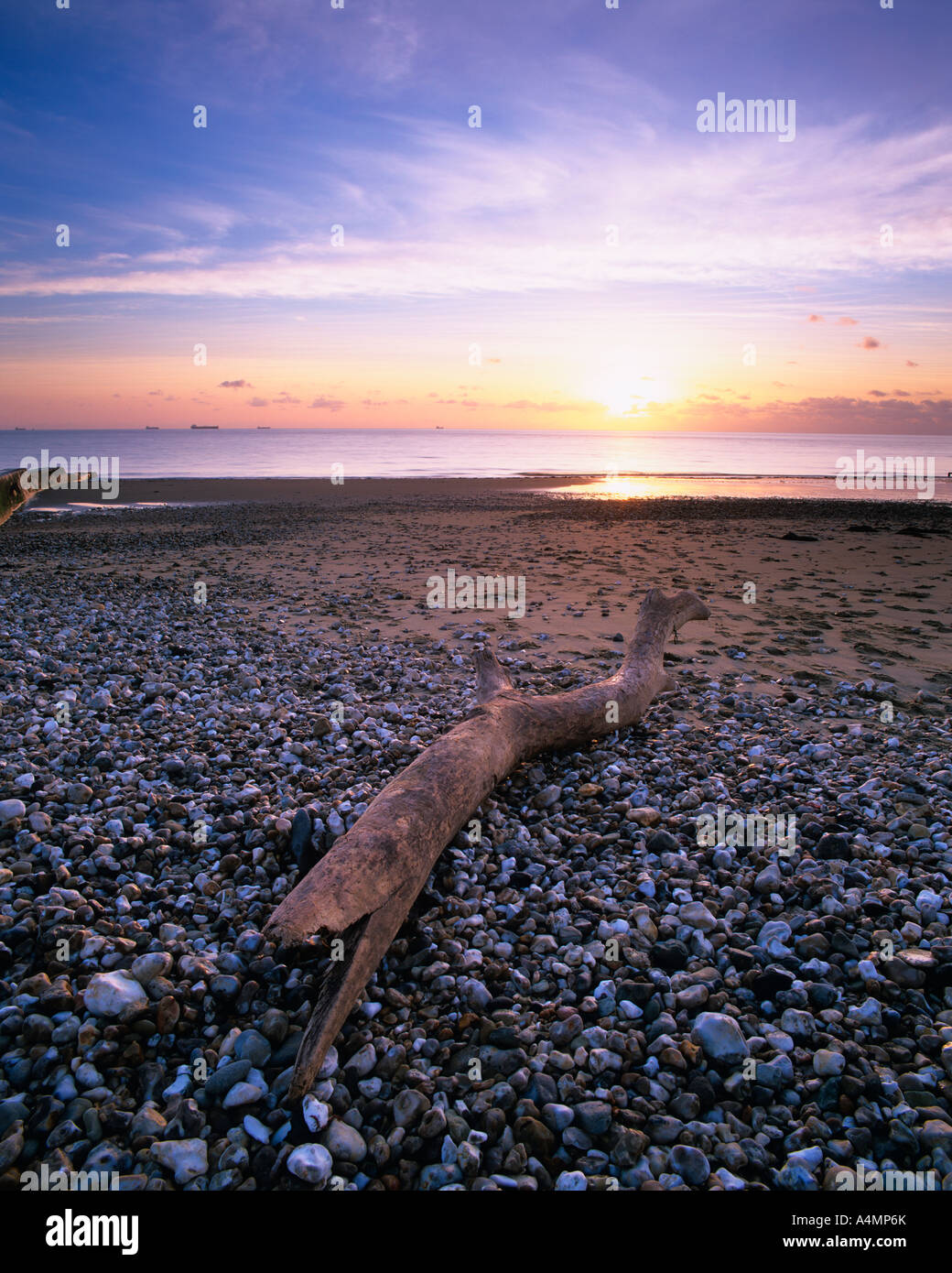 old log tree washed up on beach ashore at shanlin sandown on the isle ...