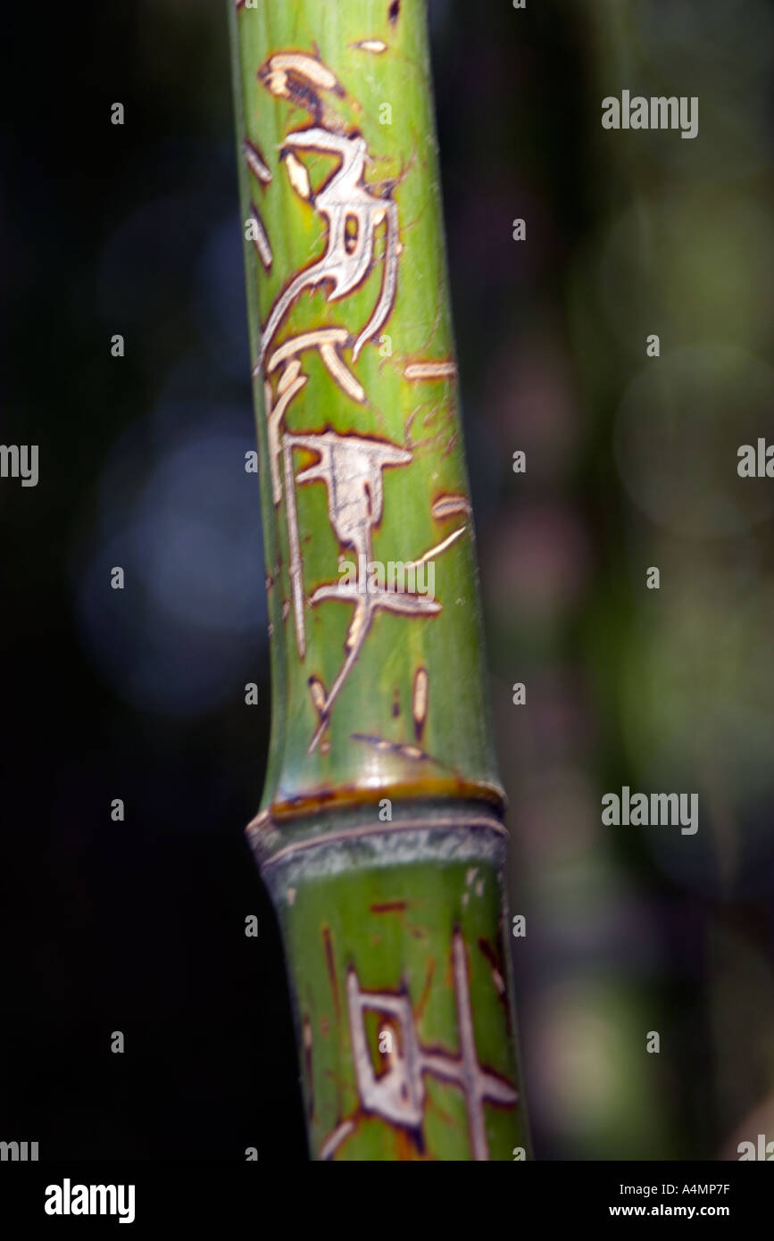 Writing on bamboo Zhongshan Park Beijing China Stock Photo - Alamy