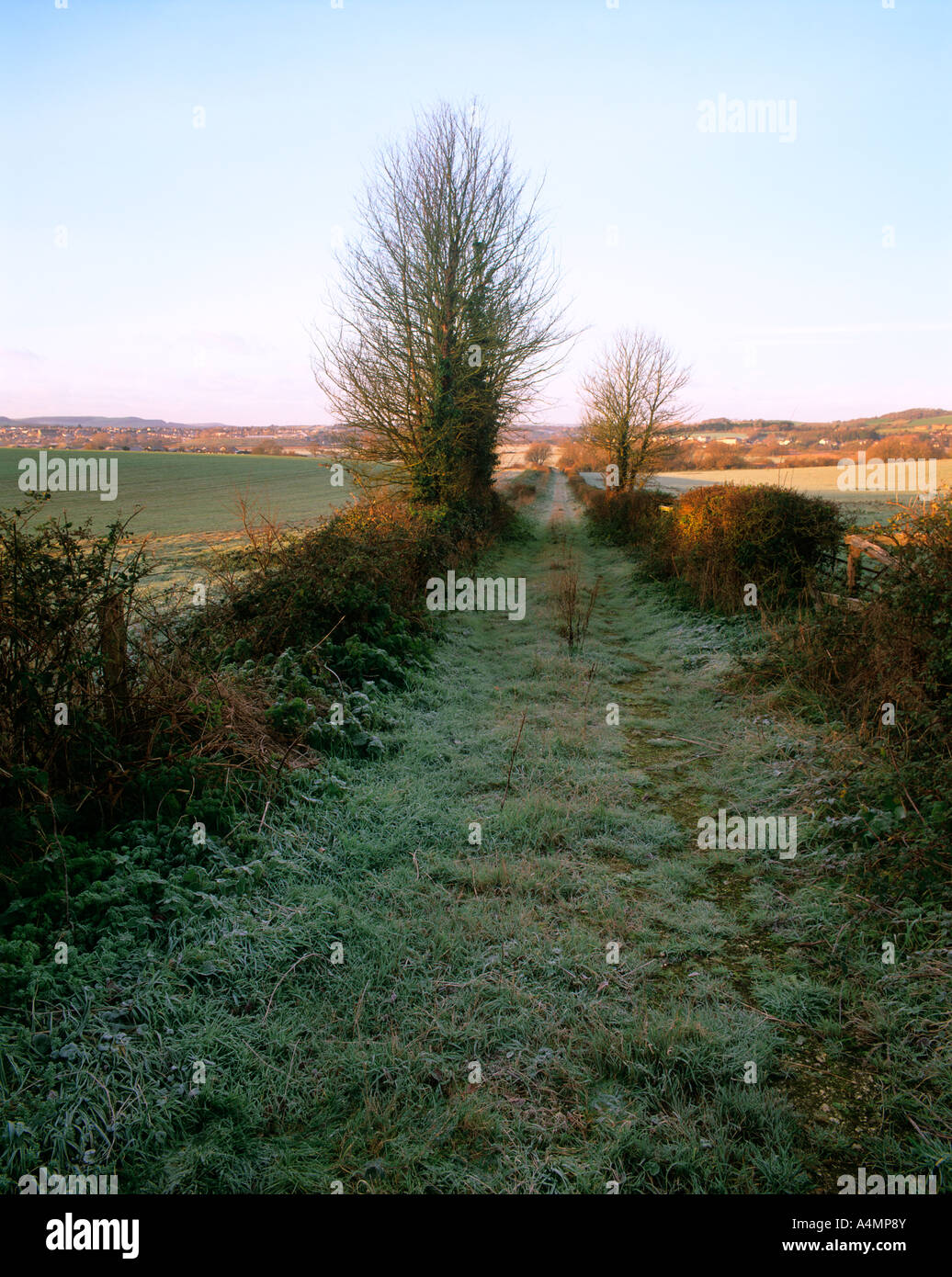 country lane on the isle of wight on a frost morning Stock Photo - Alamy