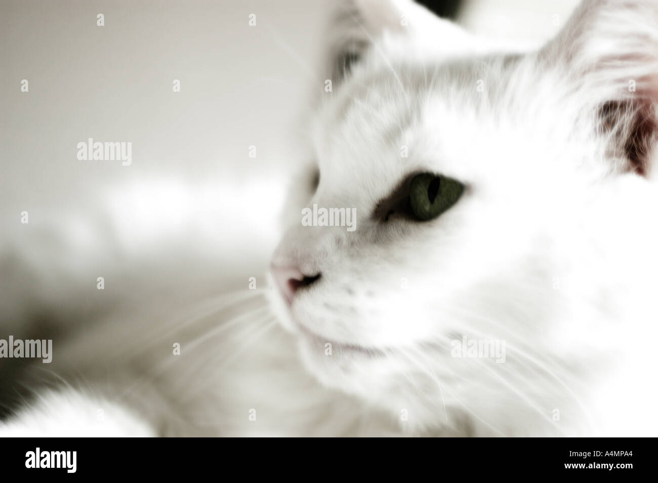 Creature aging hi-res stock photography and images - Alamy