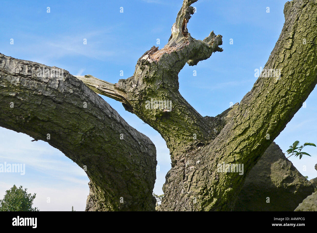 Convoluted shapes hi-res stock photography and images - Alamy