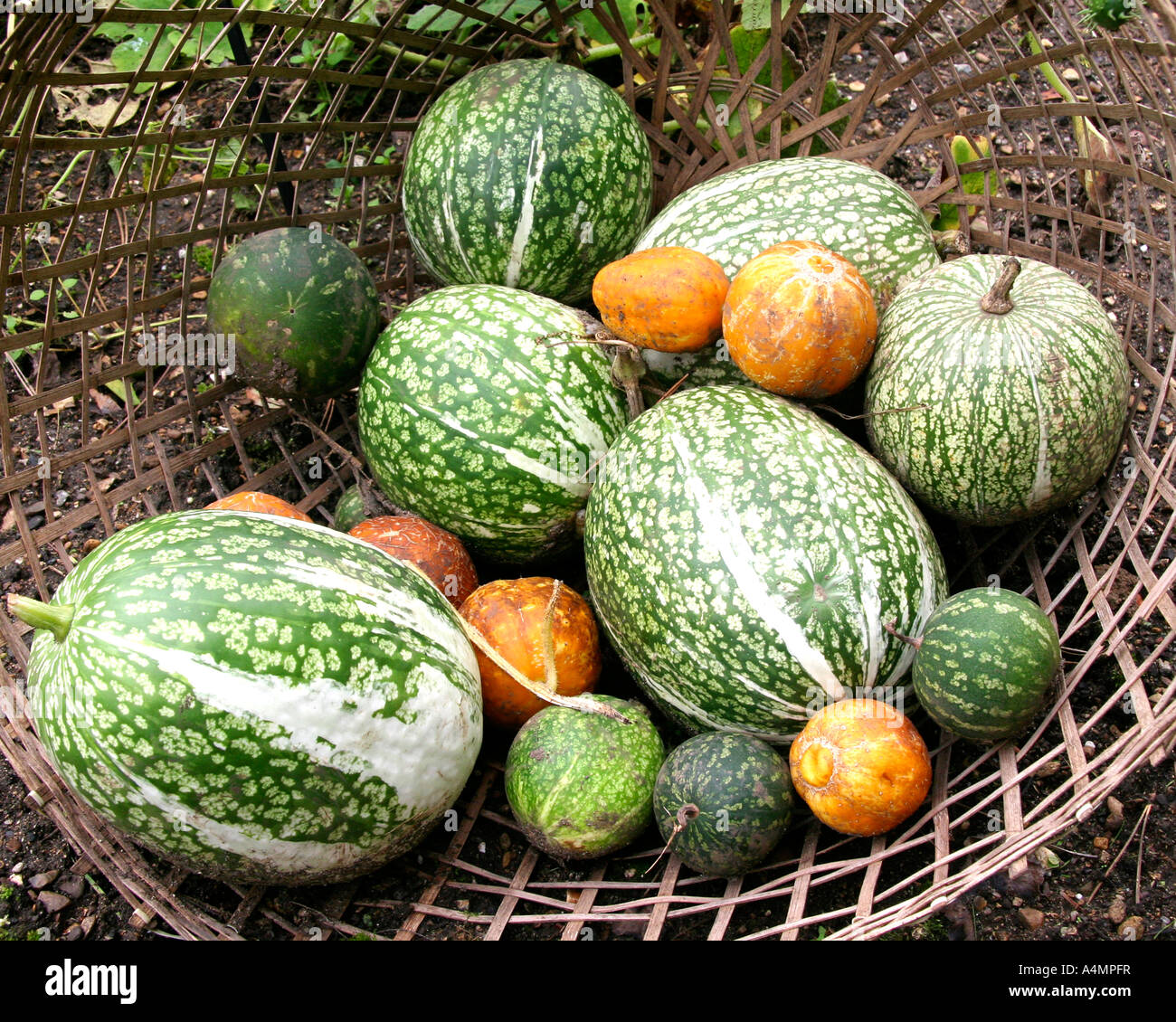 Gourds in a basket Stock Photo - Alamy