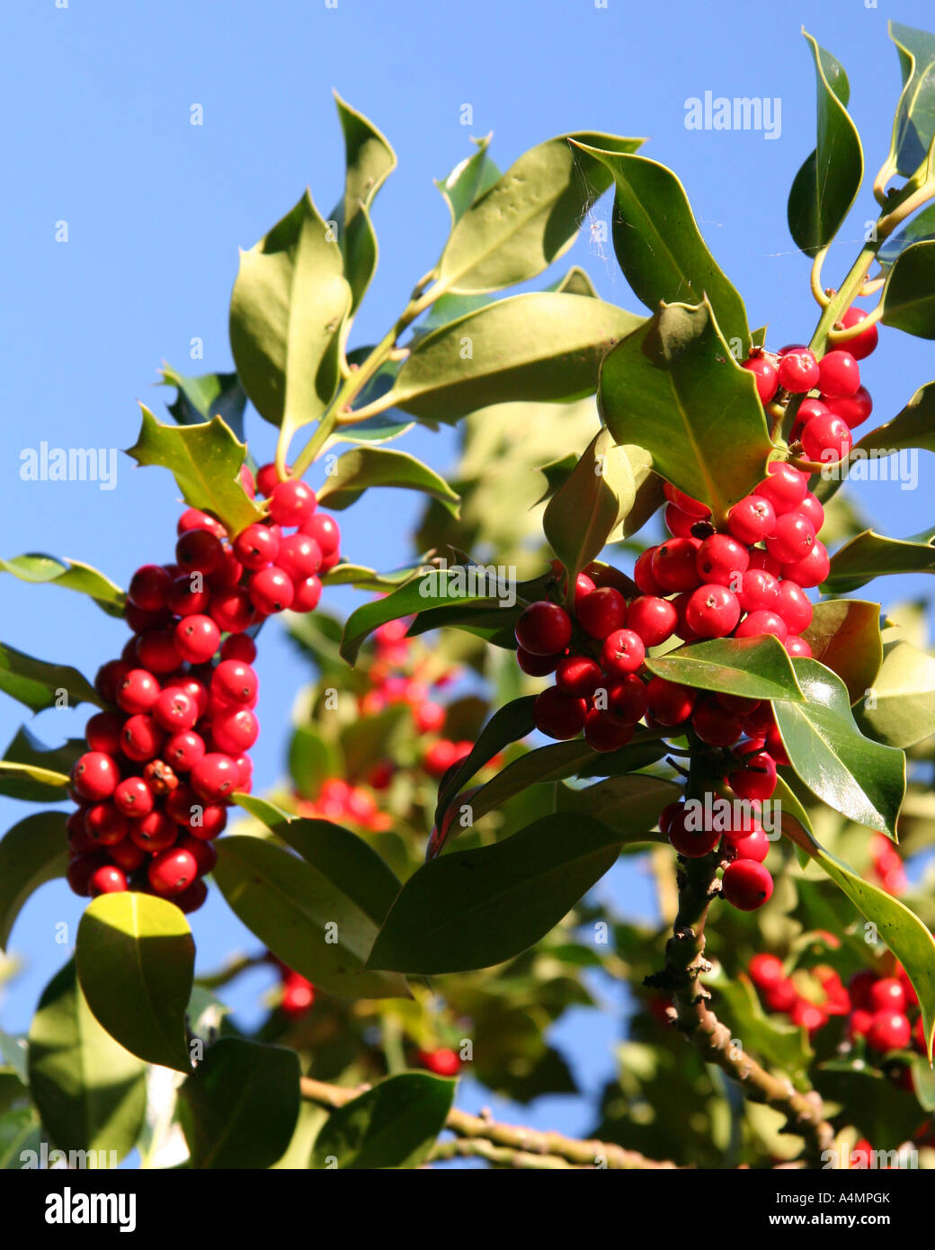 Branches of holly against blue sky Stock Photo - Alamy