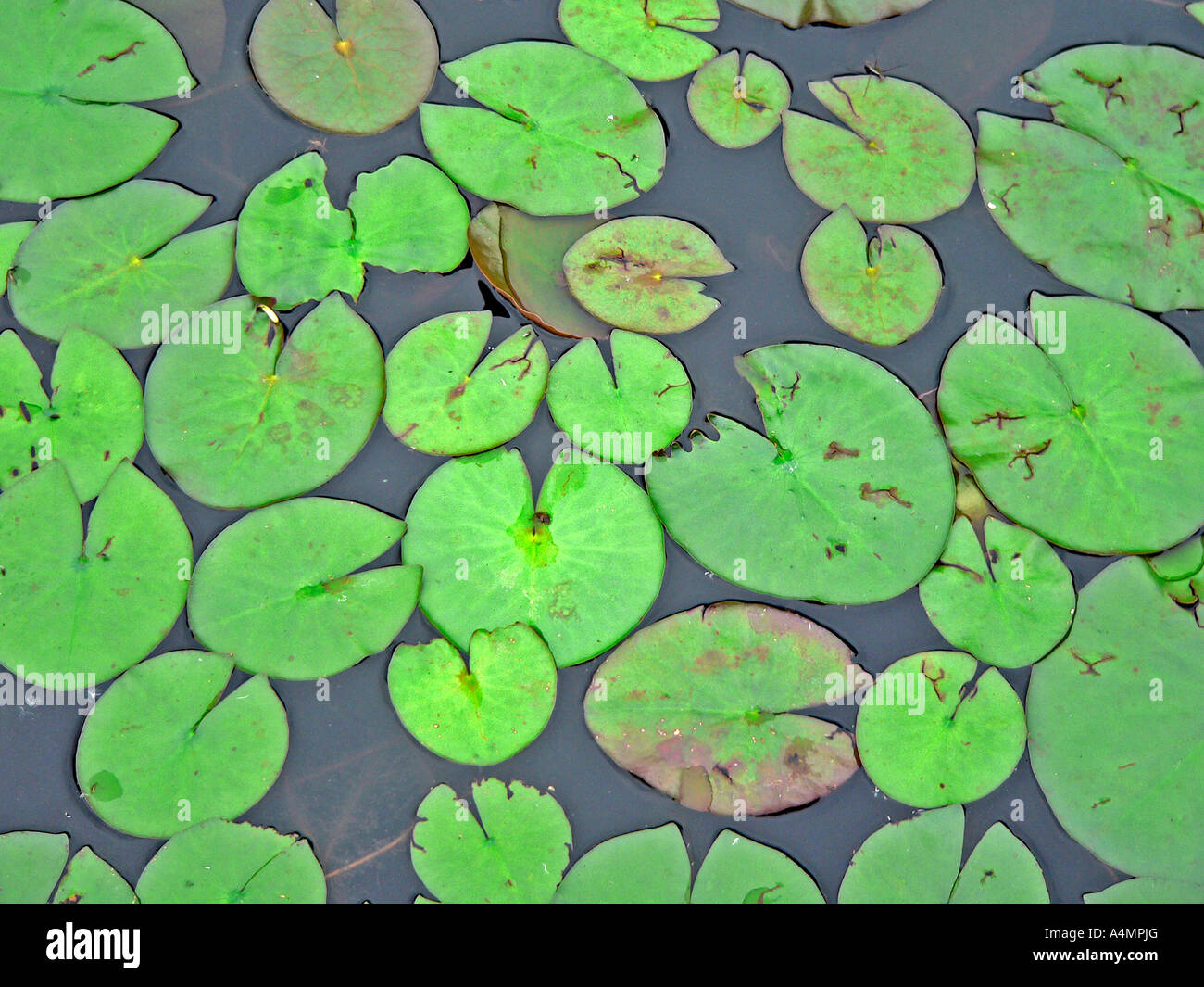 Circular lily pads hi-res stock photography and images - Alamy
