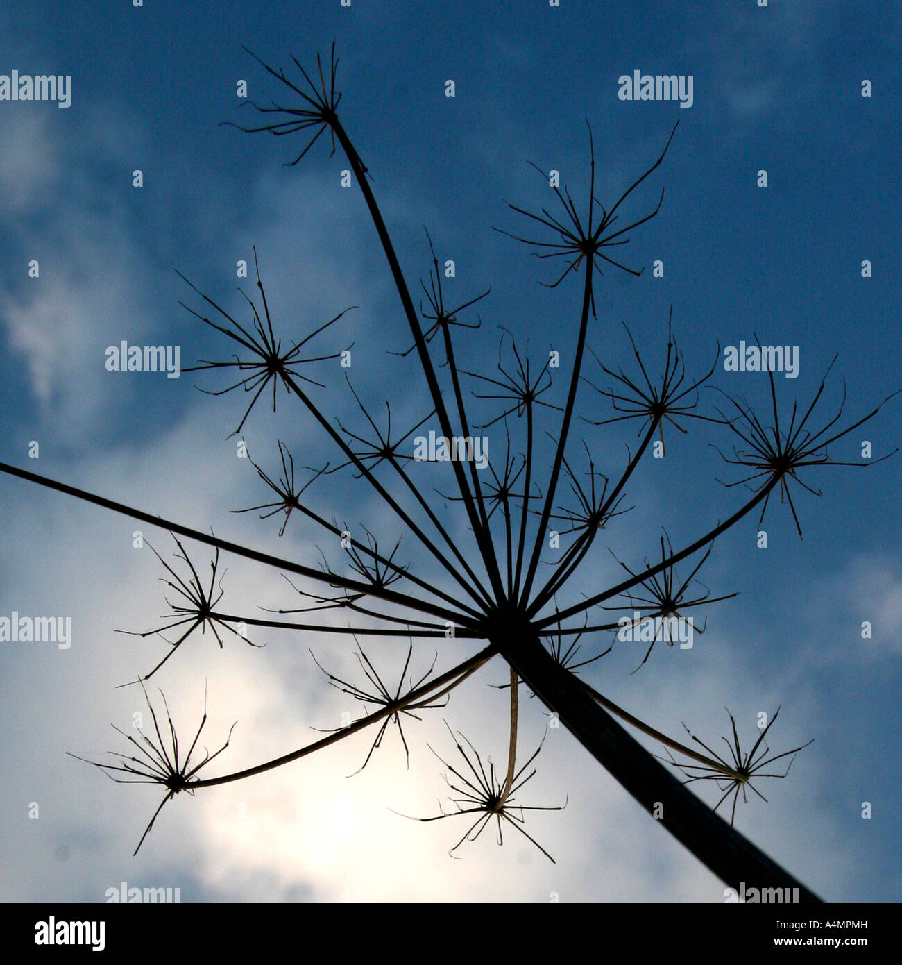Cow Parsley seedhead Stock Photo - Alamy