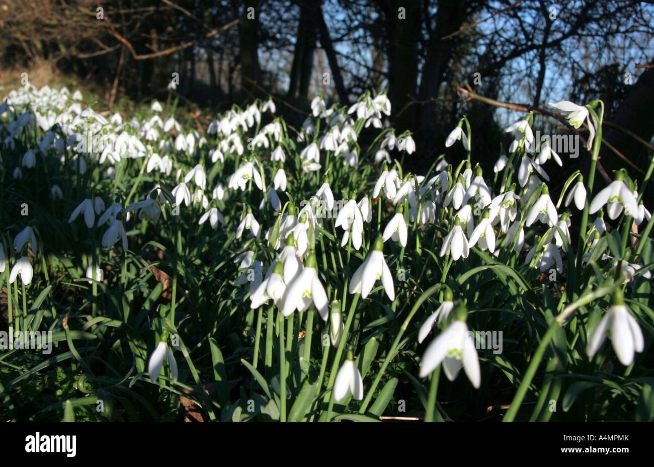 Drift of snowdrops hi-res stock photography and images - Alamy