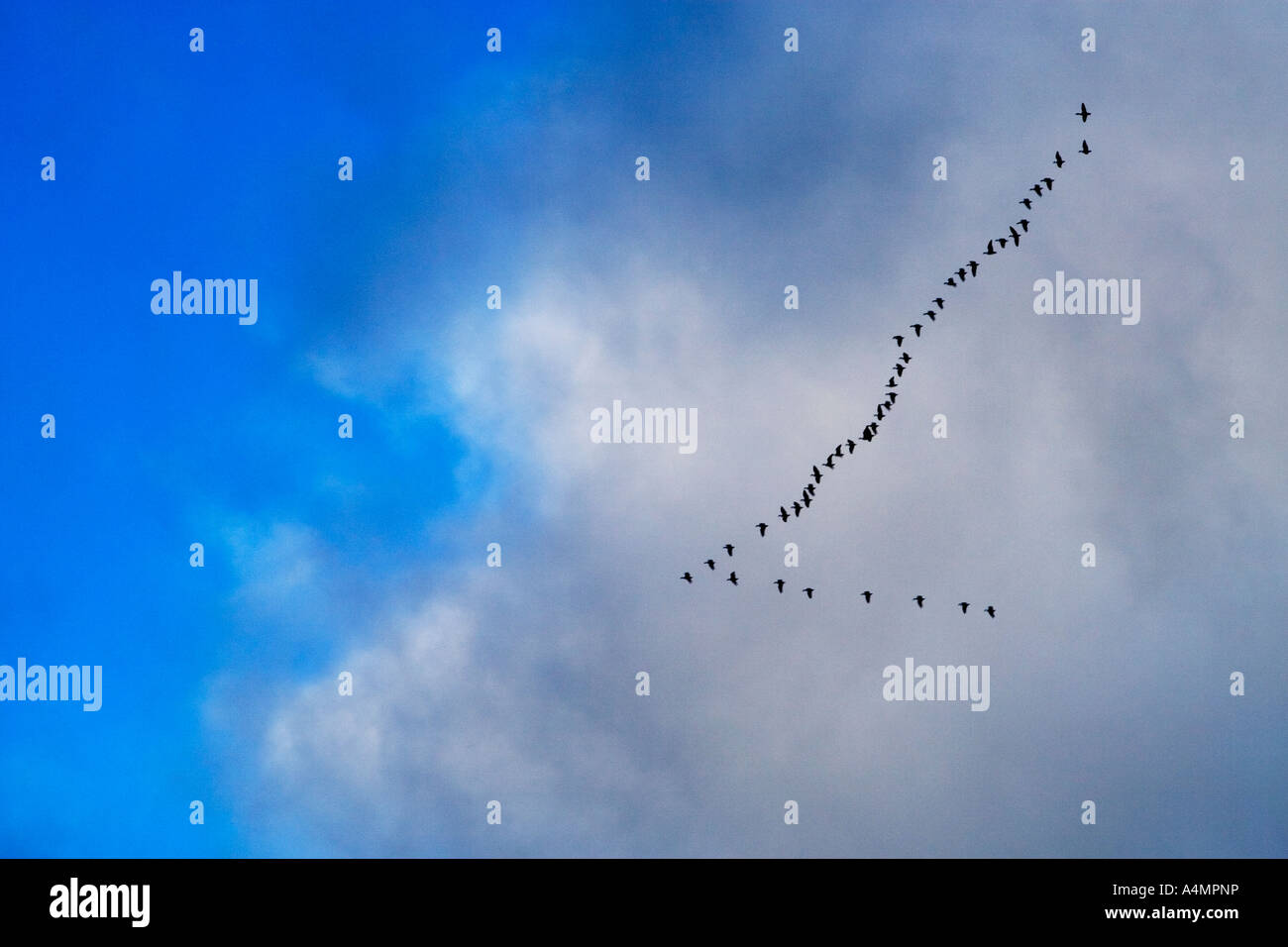 A flying V-shape of migrating birds in the autumn, against a turbid sky ...