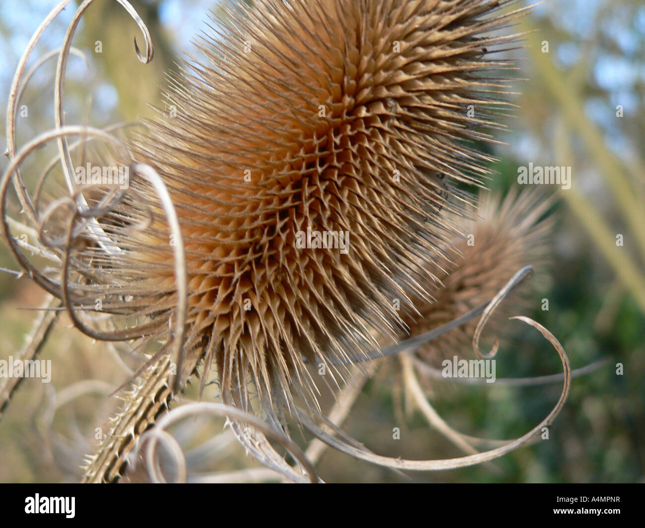 Teazle hi-res stock photography and images - Alamy
