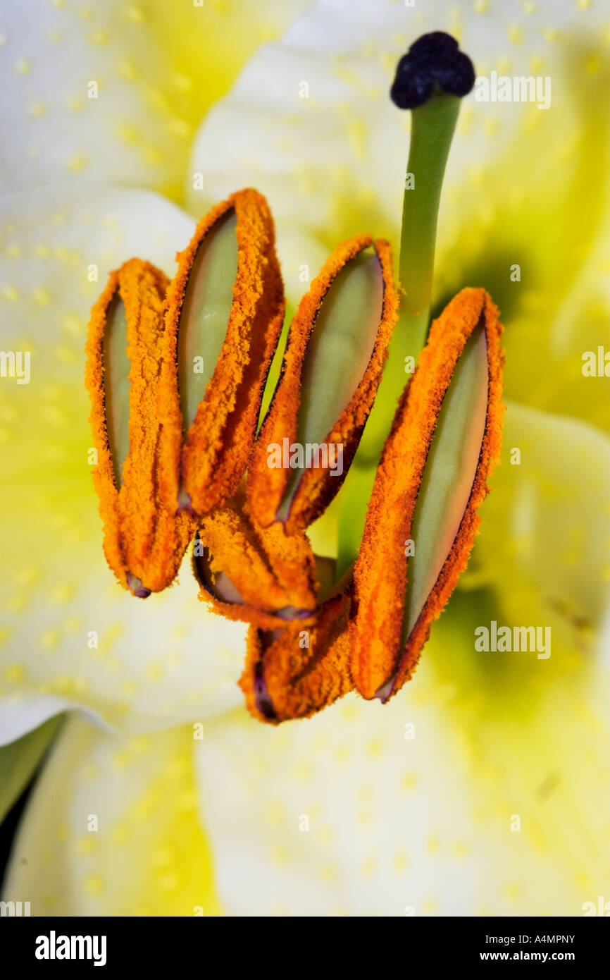 The stamen and pollen of a white lily (Lilium candidum) from close up ...