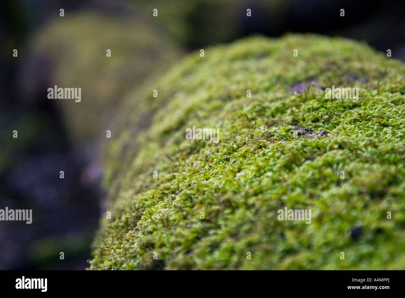 A moss-covered log in a woodland area Stock Photo - Alamy
