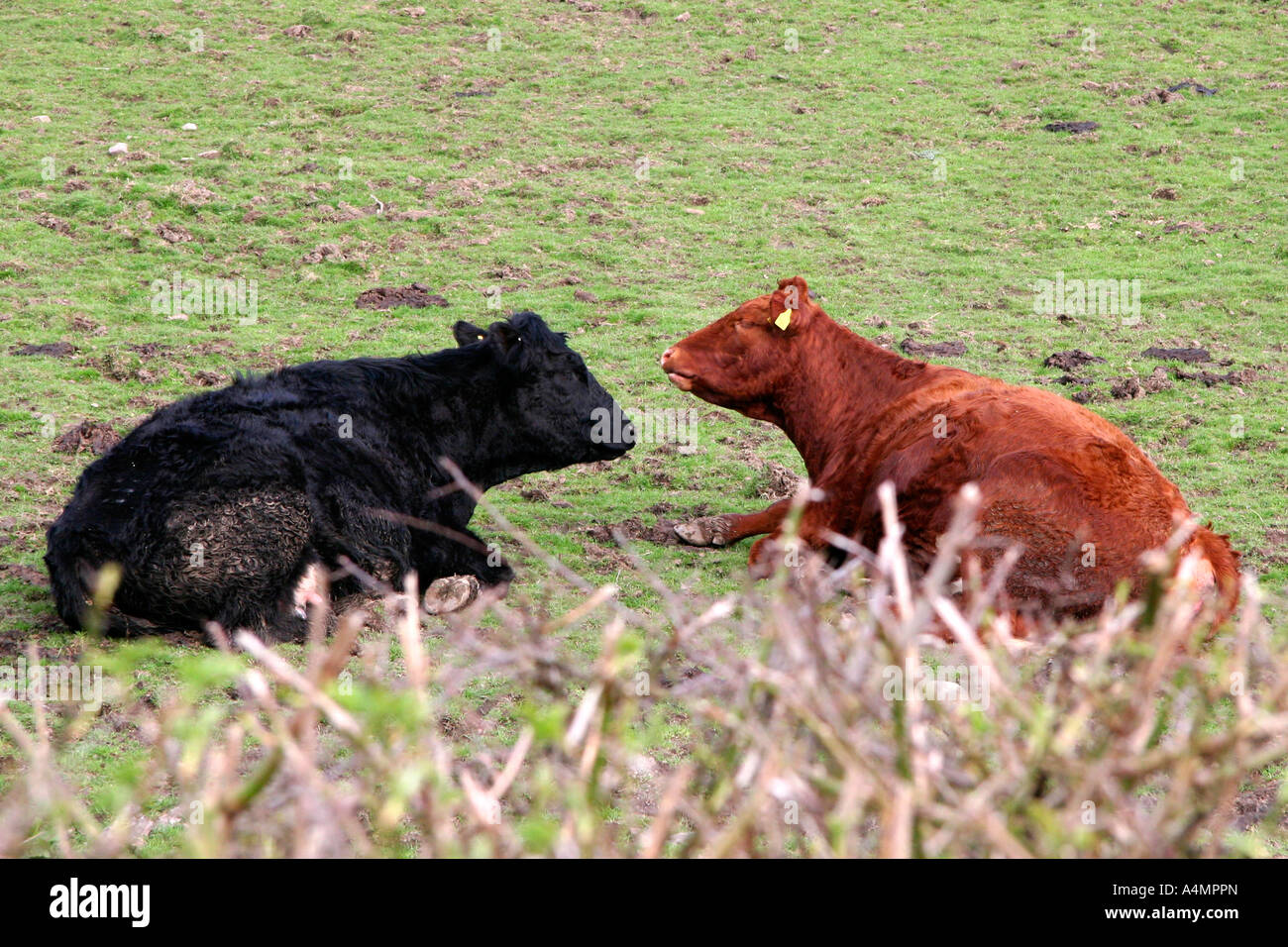 Two cows resting hi-res stock photography and images - Alamy