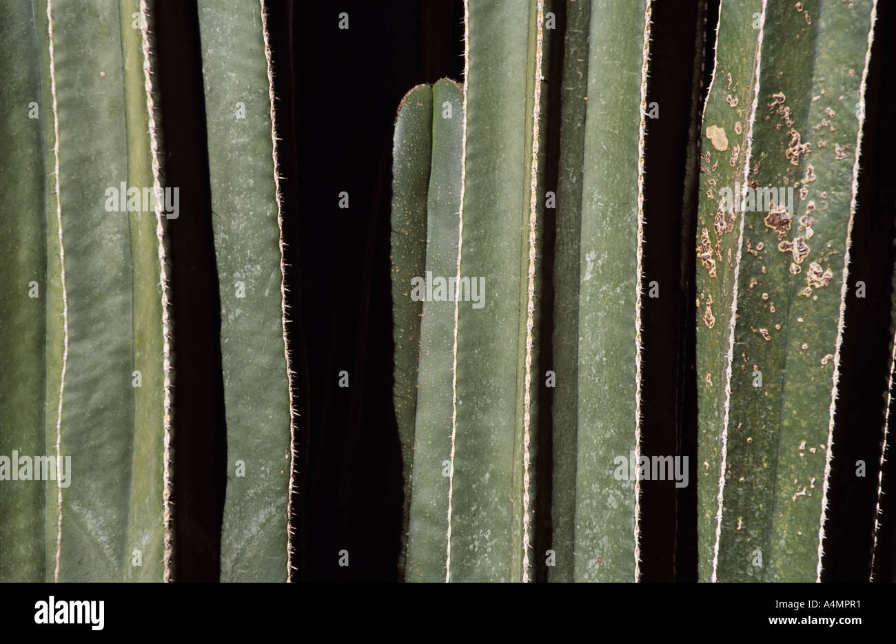MOROCCO MARRAKECH Close up of Cactus plant Cereus hexagonus at Jardin ...