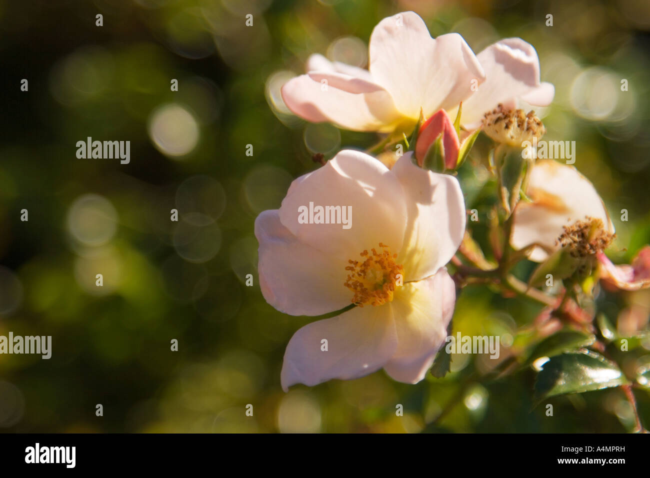 A Rose 'Dupontii' or Snowbush Rose in the morning sun Stock Photo - Alamy