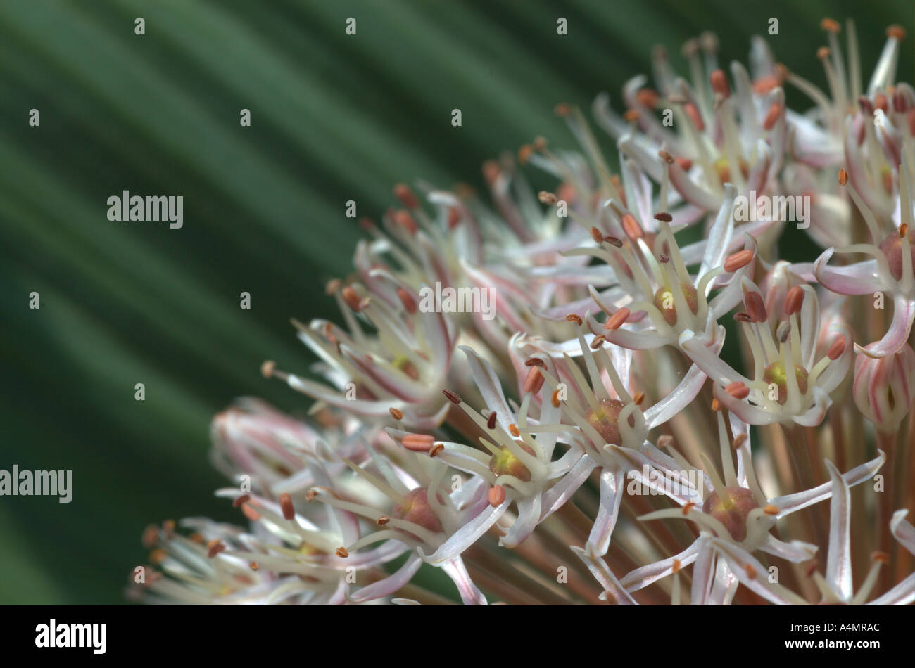 Allium Akaka High Resolution Stock Photography and Images - Alamy