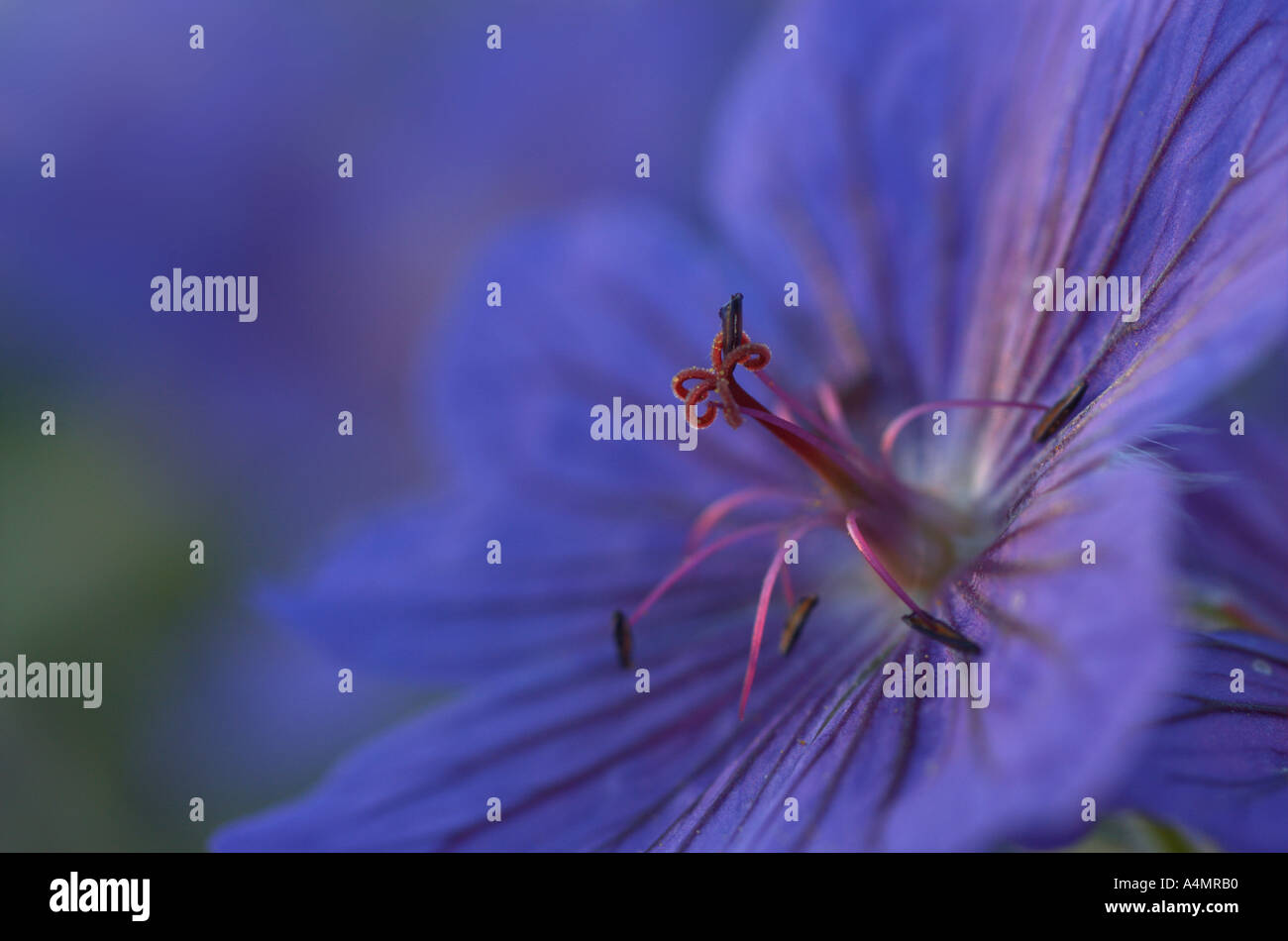 Geranium magnificum hi-res stock photography and images - Alamy