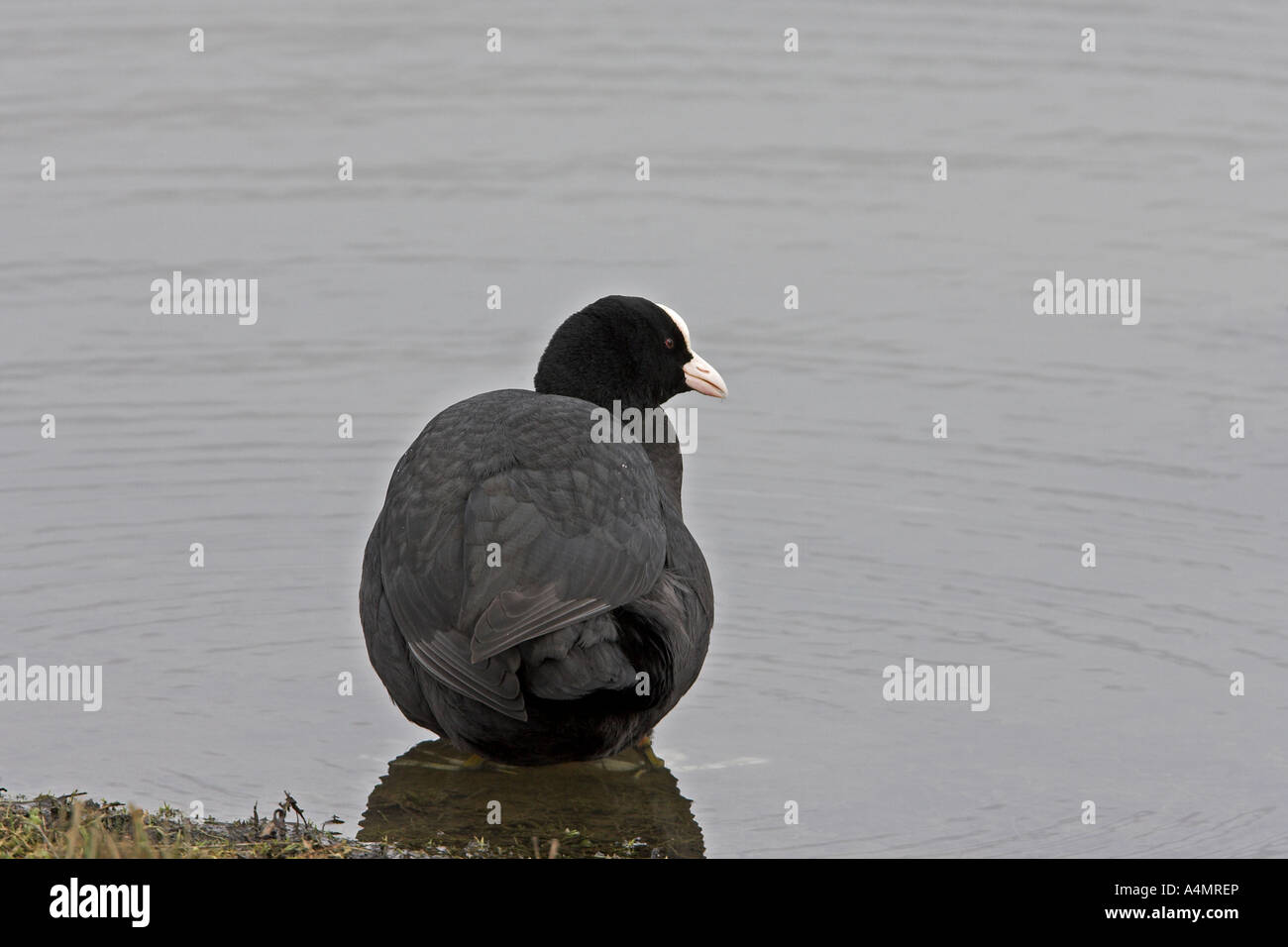 Eurasian Coot Fulica atra standing in shallow water, RSPB Old Moor ...